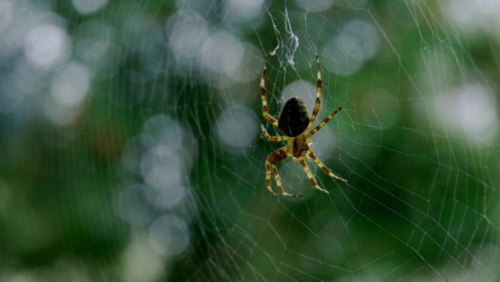 Can Cobweb lure you in?