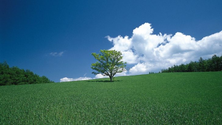 MYOB acquires Greentree ERP