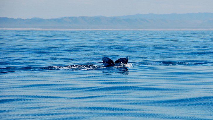 GapFish to disappear as Cint decides to rebrand