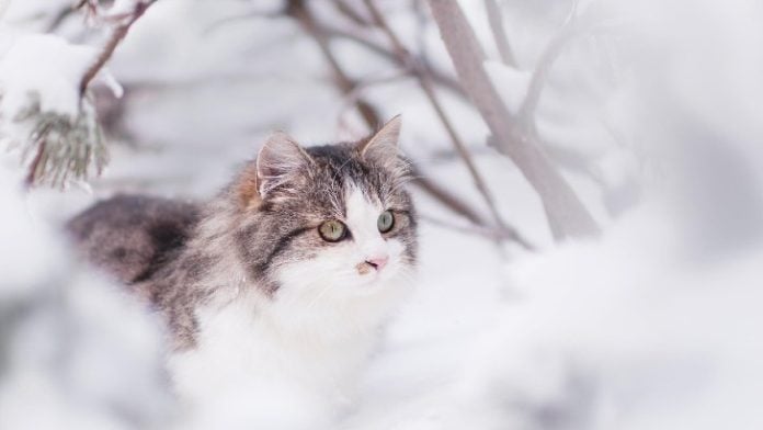 A purring platform as Certinia Winter '26 Release Empowers Services ...